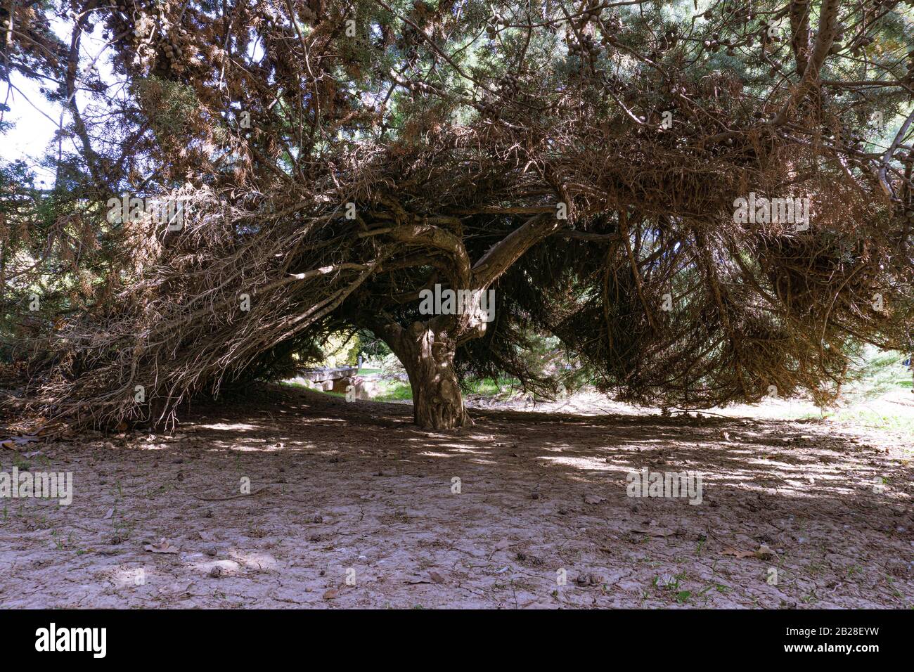 Under plant trees hi-res stock photography and images - Alamy