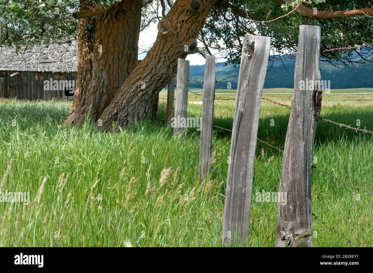 Large late summer poplar tree growing on the fence line in a grassy ...