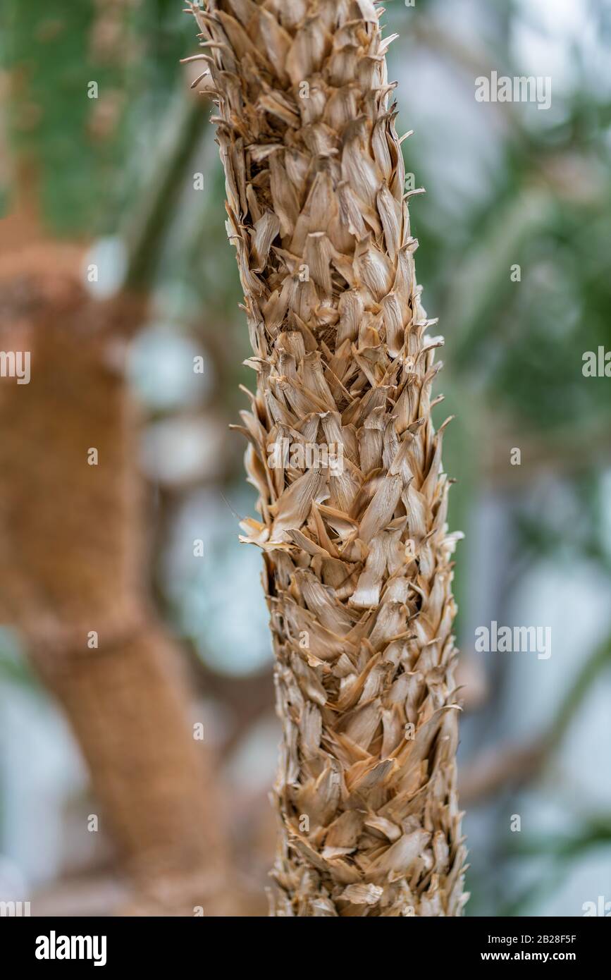 Upright picture of tree hi-res stock photography and images - Alamy