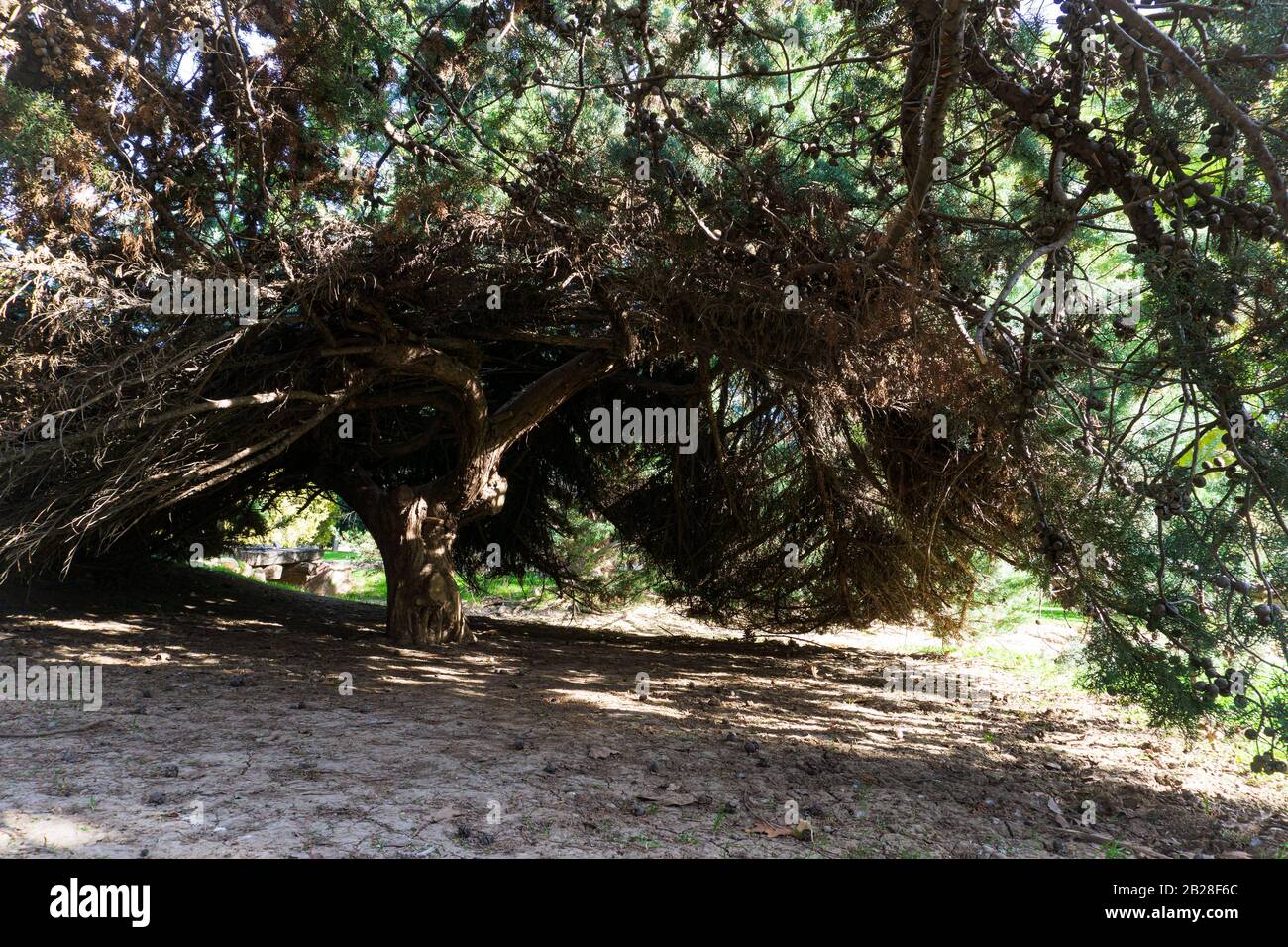 Sun and shadow under the leaves of the tree Stock Photo - Alamy