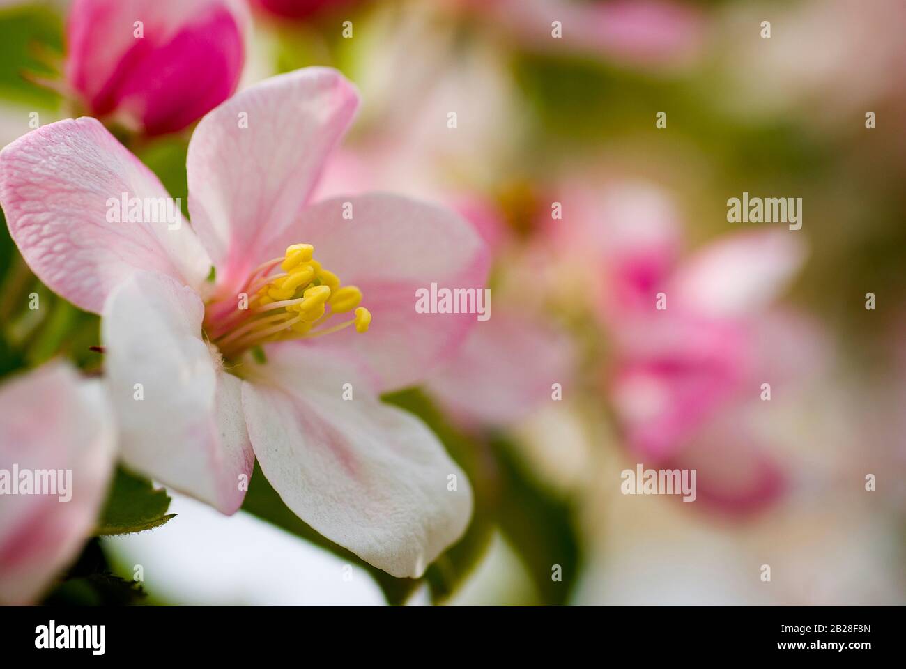 Apple tree blossom and the colorful inner workings of the flower ...