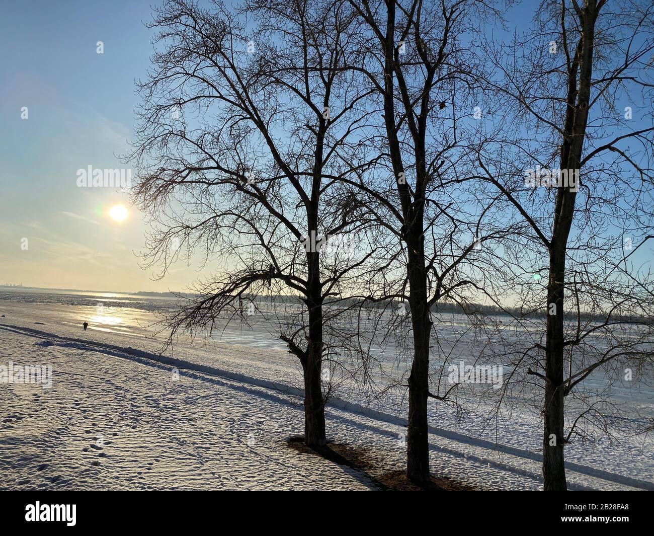 Sunset on the frozen Volga River. There are three trees on the snowy ...