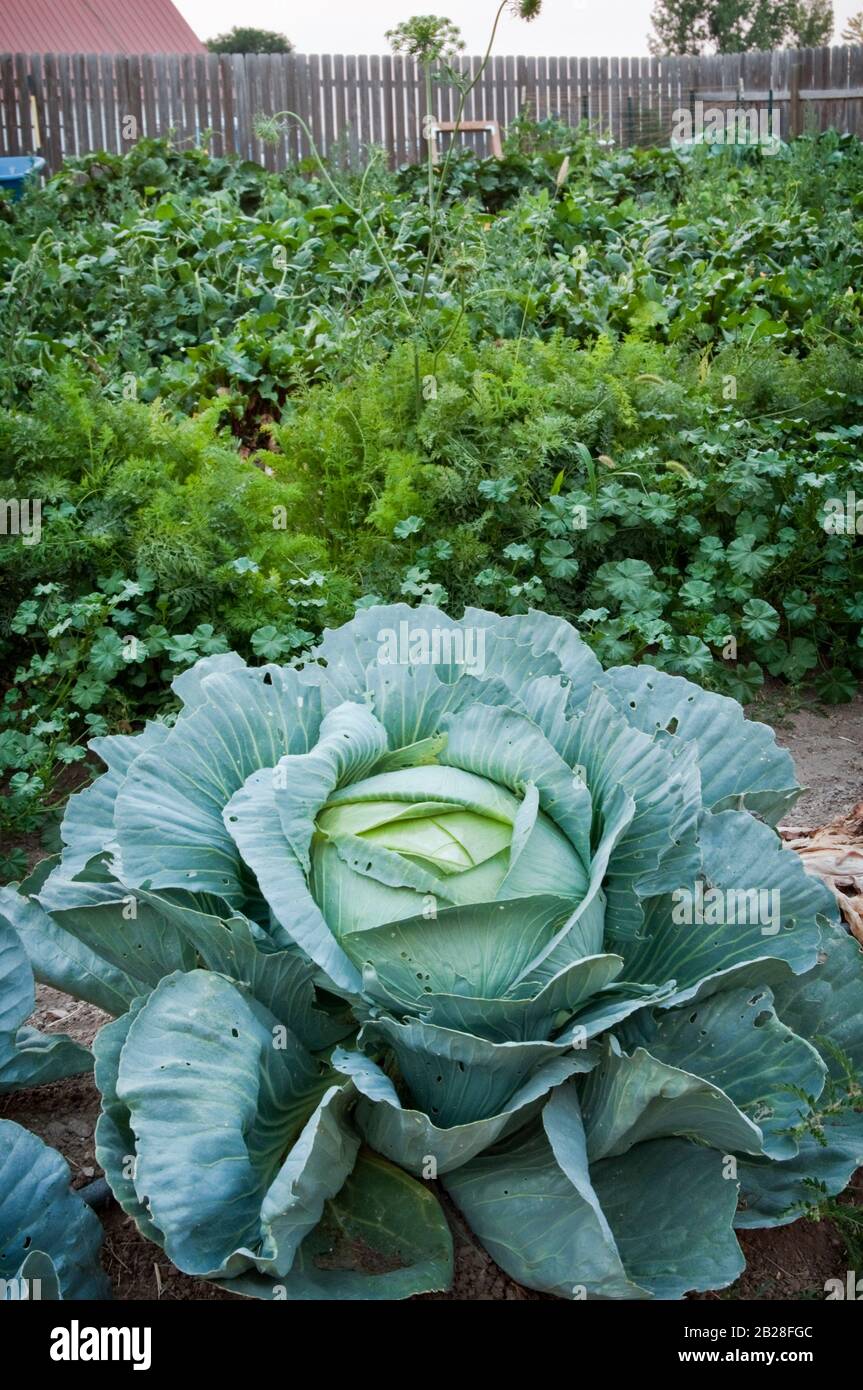 Large single cabbage in a home garden with the garden surrounded by a ...
