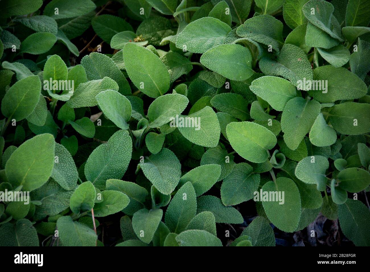 Early spring green leaves of a garden sage plant Stock Photo - Alamy