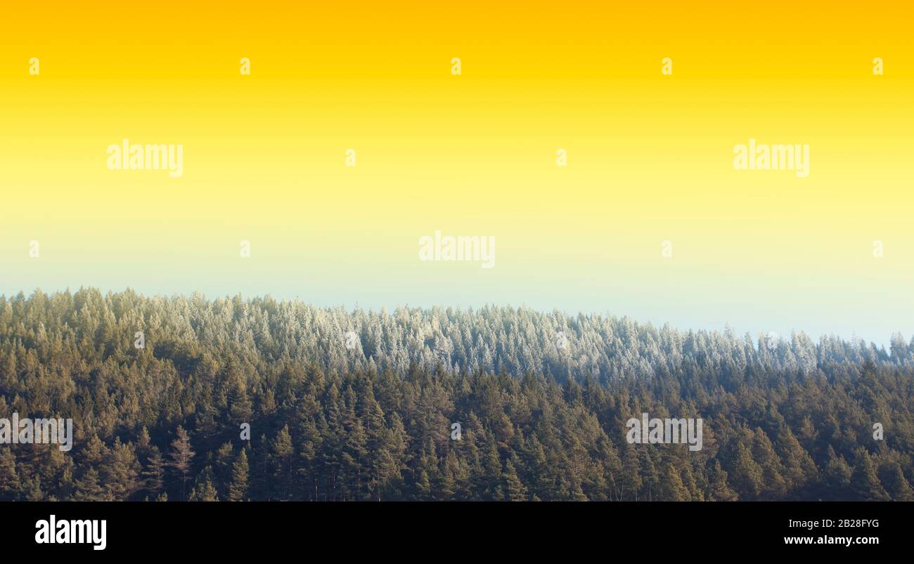 forest and abstract yellow background Stock Photo - Alamy