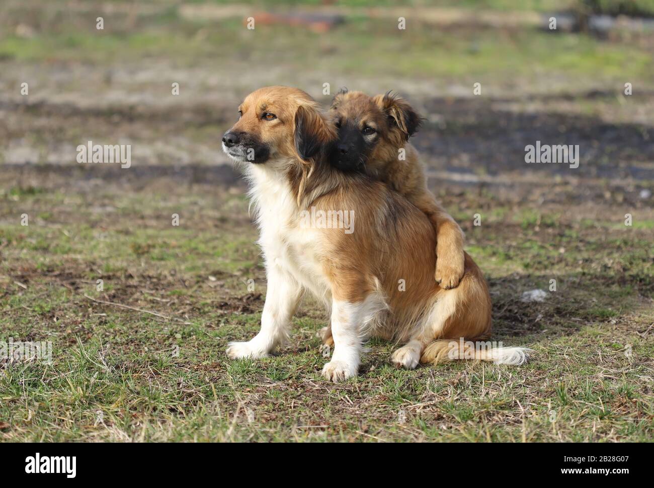 Family of stray dogs hi-res stock photography and images - Alamy