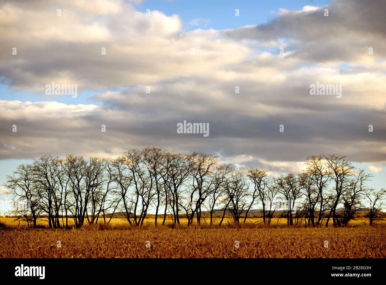 Corn stalks fence hi-res stock photography and images - Alamy