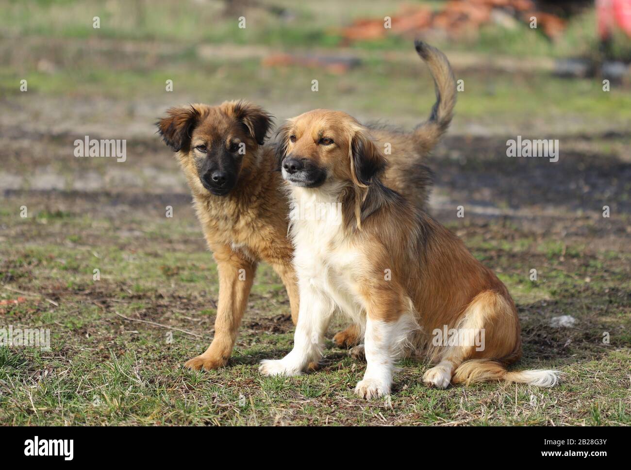 Stray dogs in the park Stock Photo - Alamy