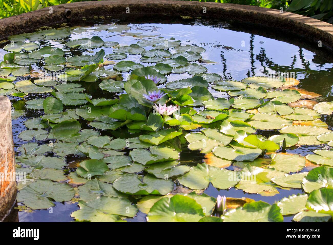 Dark pink and lilac Egyptian Lotus (Nymphaea caerulea) bright in a pond ...