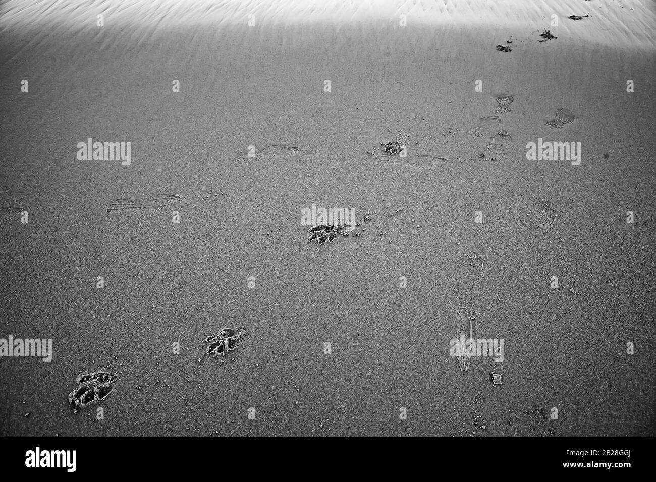 Dog tracks marked on beach, animals in freedom Stock Photo - Alamy