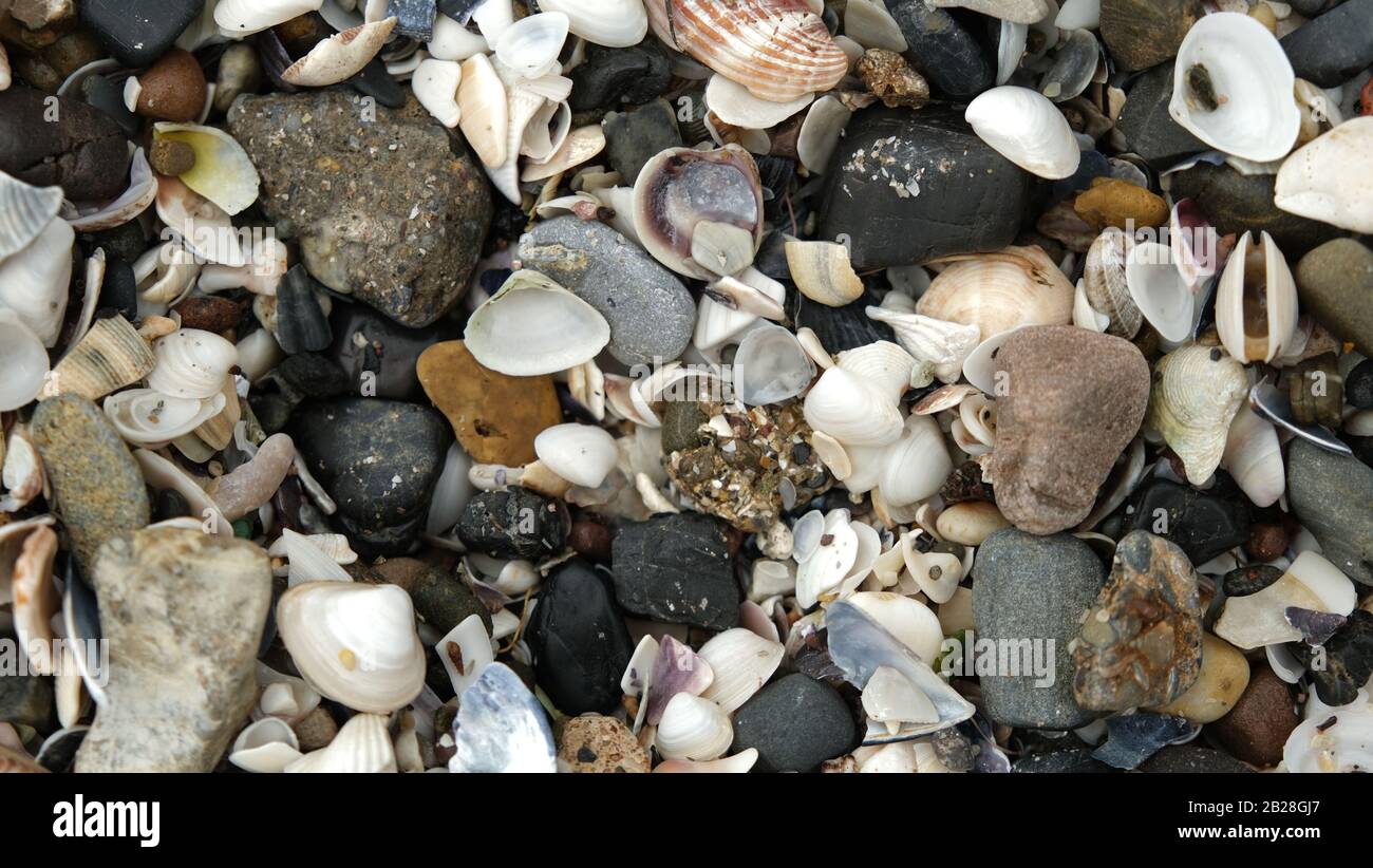 Shell craft project hi-res stock photography and images - Alamy