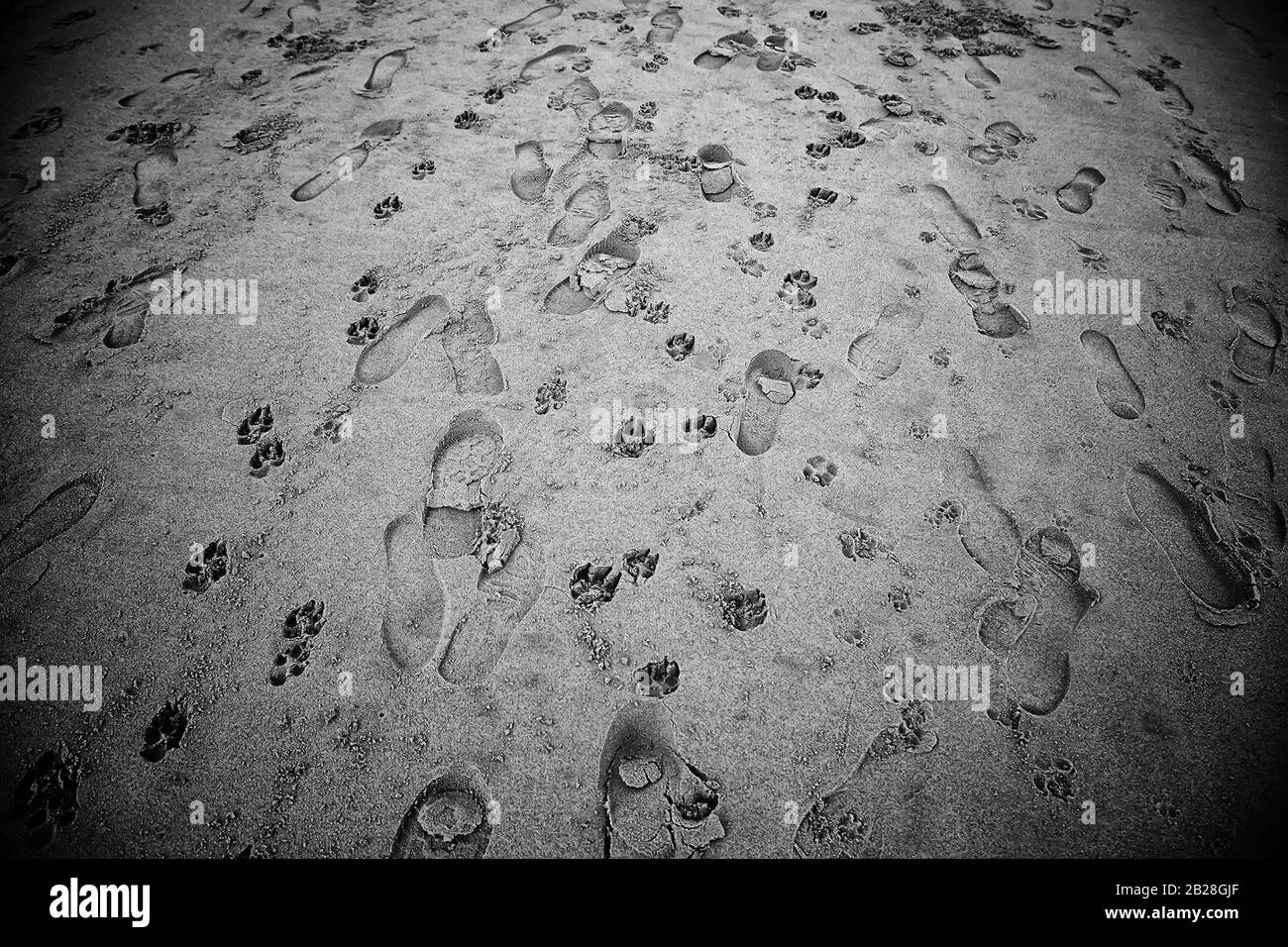 Dog tracks marked on beach, animals in freedom Stock Photo - Alamy