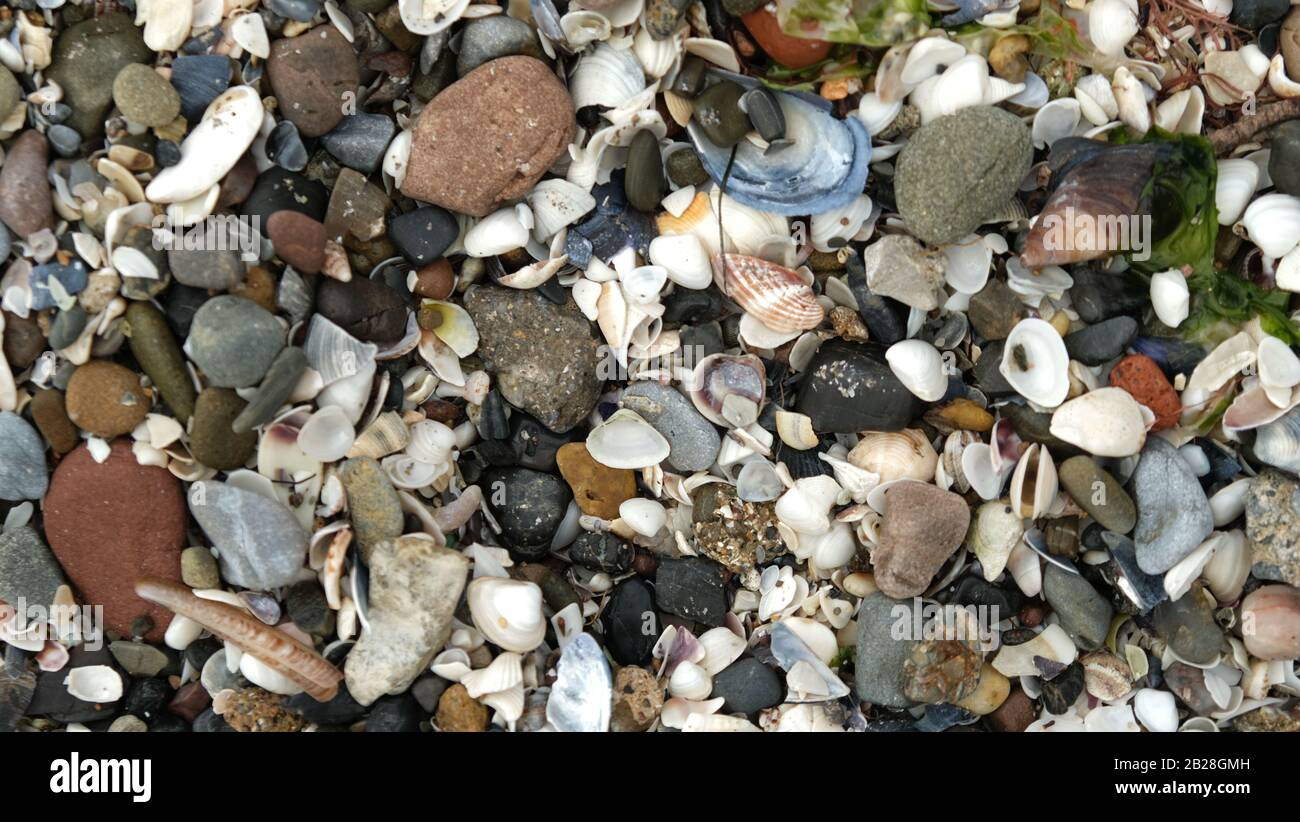 sea shells and pebbles.February 2020 - istanbul - turkey Stock Photo ...