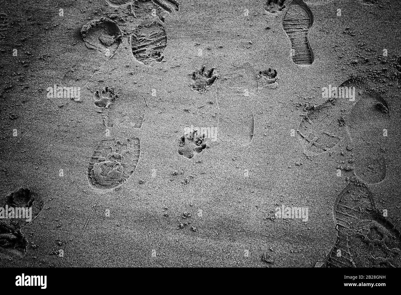 Dog tracks marked on beach, animals in freedom Stock Photo - Alamy