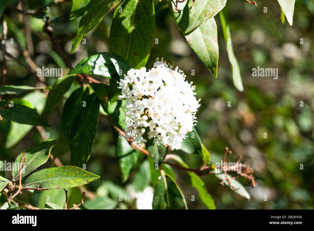 First flowers before the arrival of spring Stock Photo - Alamy