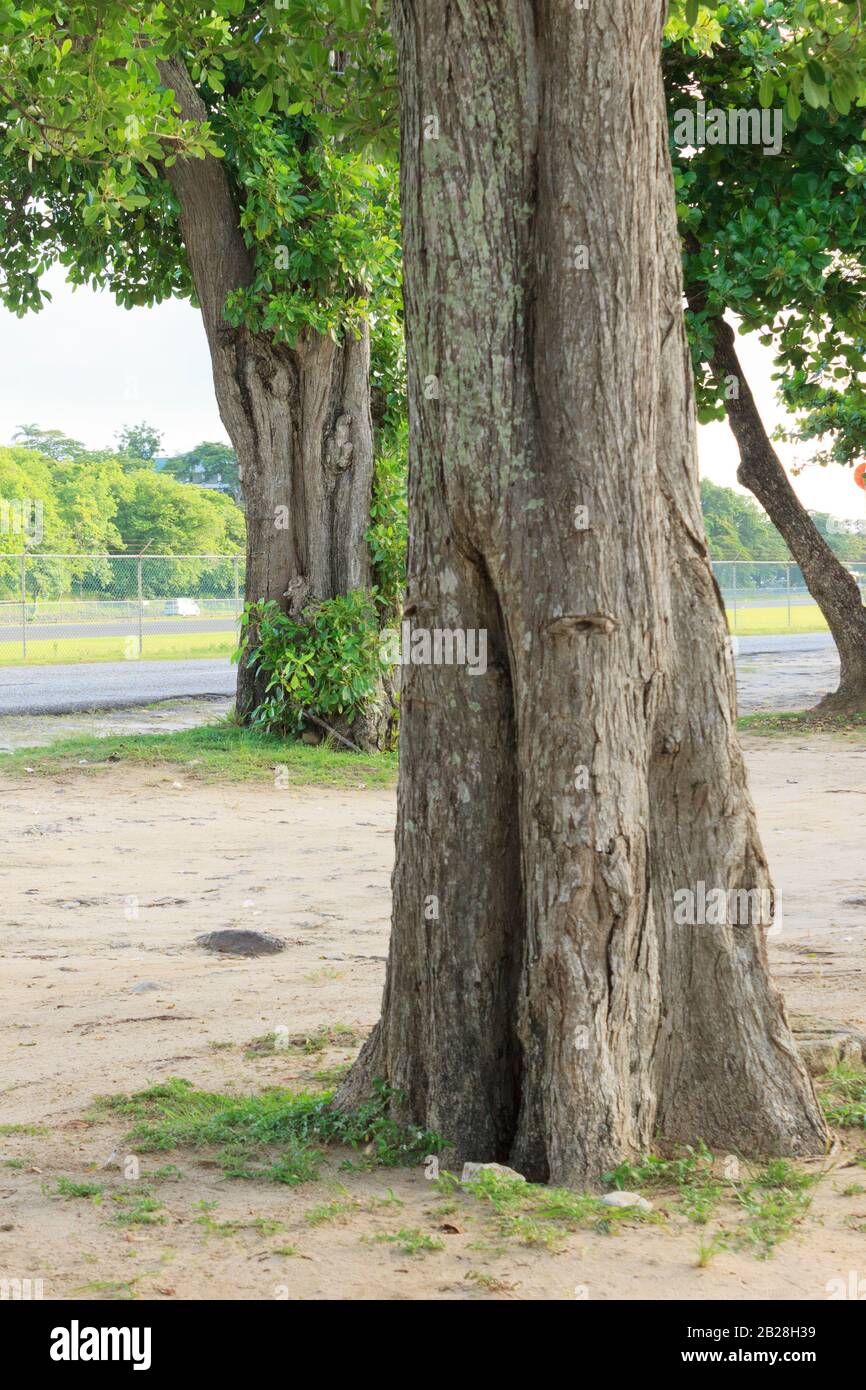 Stately, evergreen, mature white cedar trees covered with thick bark ...