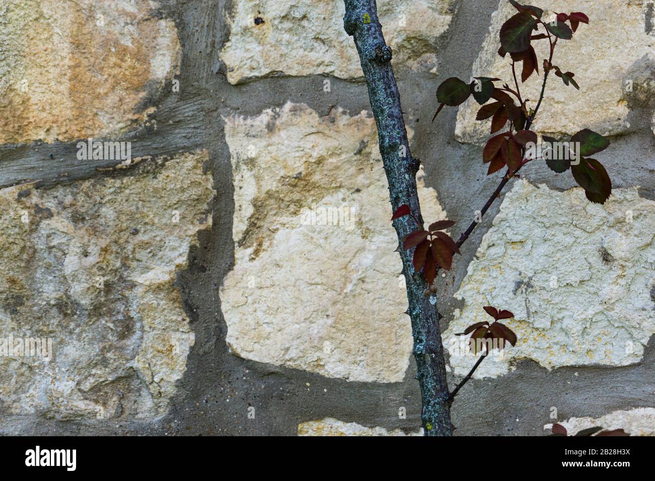Stone background with a rose bush Stock Photo - Alamy