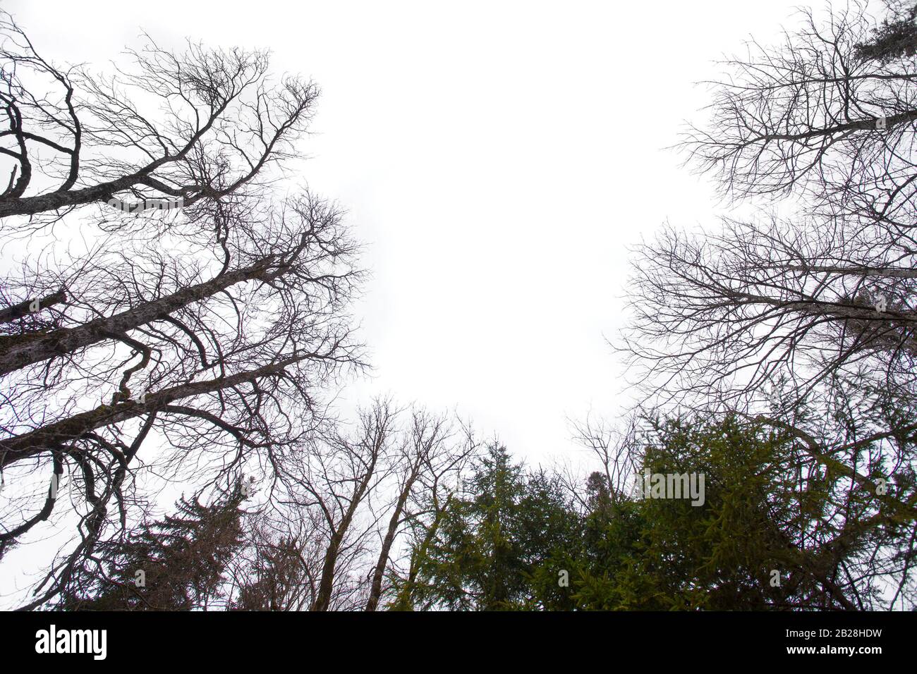 dry tree, wide view. isolated on white background Stock Photo - Alamy
