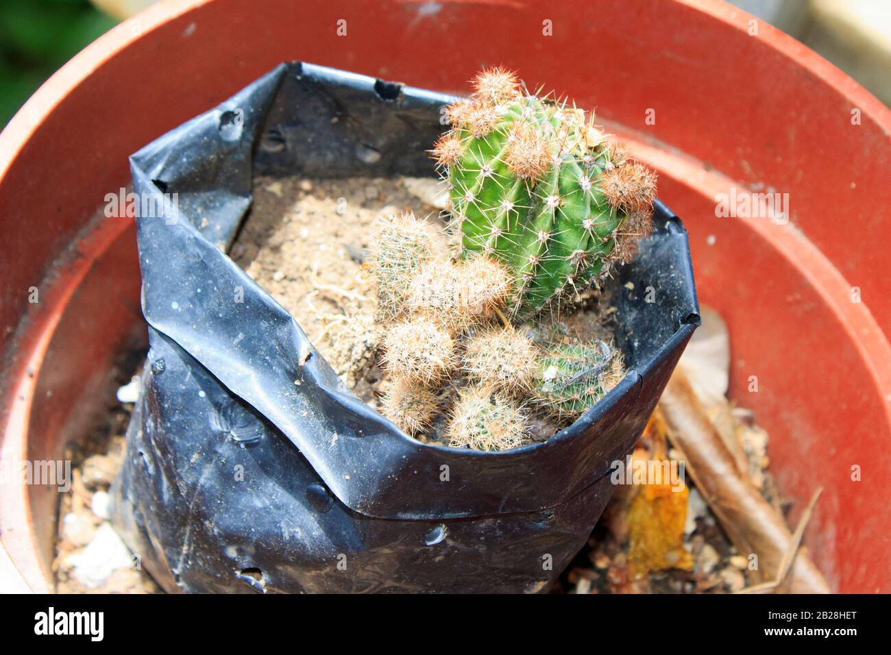 Cactus with soil hi-res stock photography and images - Alamy