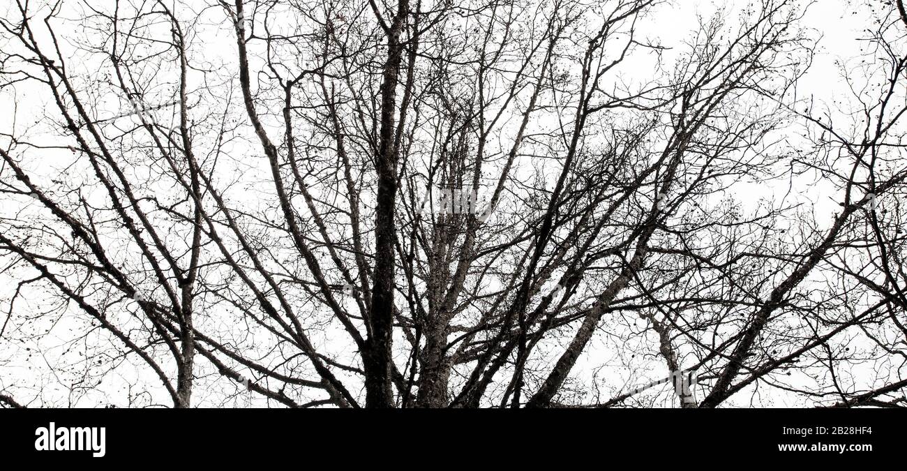 texture of dead or dry tree branch on white Stock Photo - Alamy