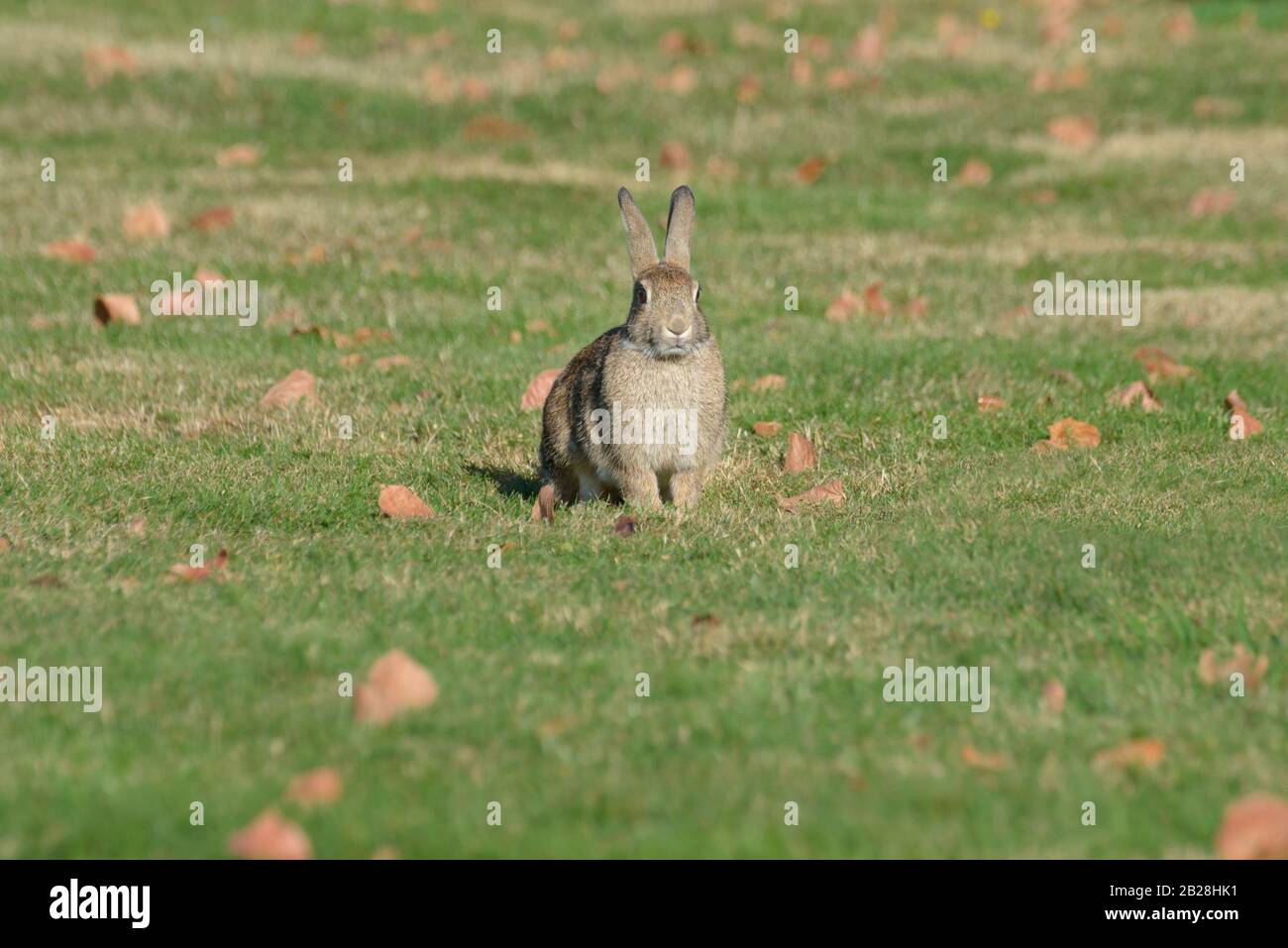 One Rabbit Sitting On Grass High Resolution Stock Photography and ...