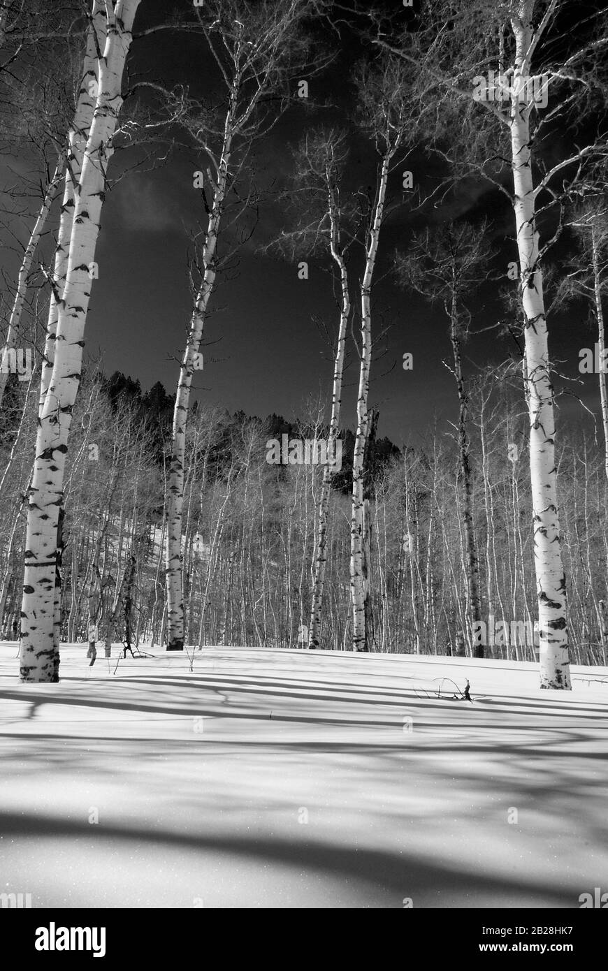 Dead aspen Black and White Stock Photos & Images - Alamy