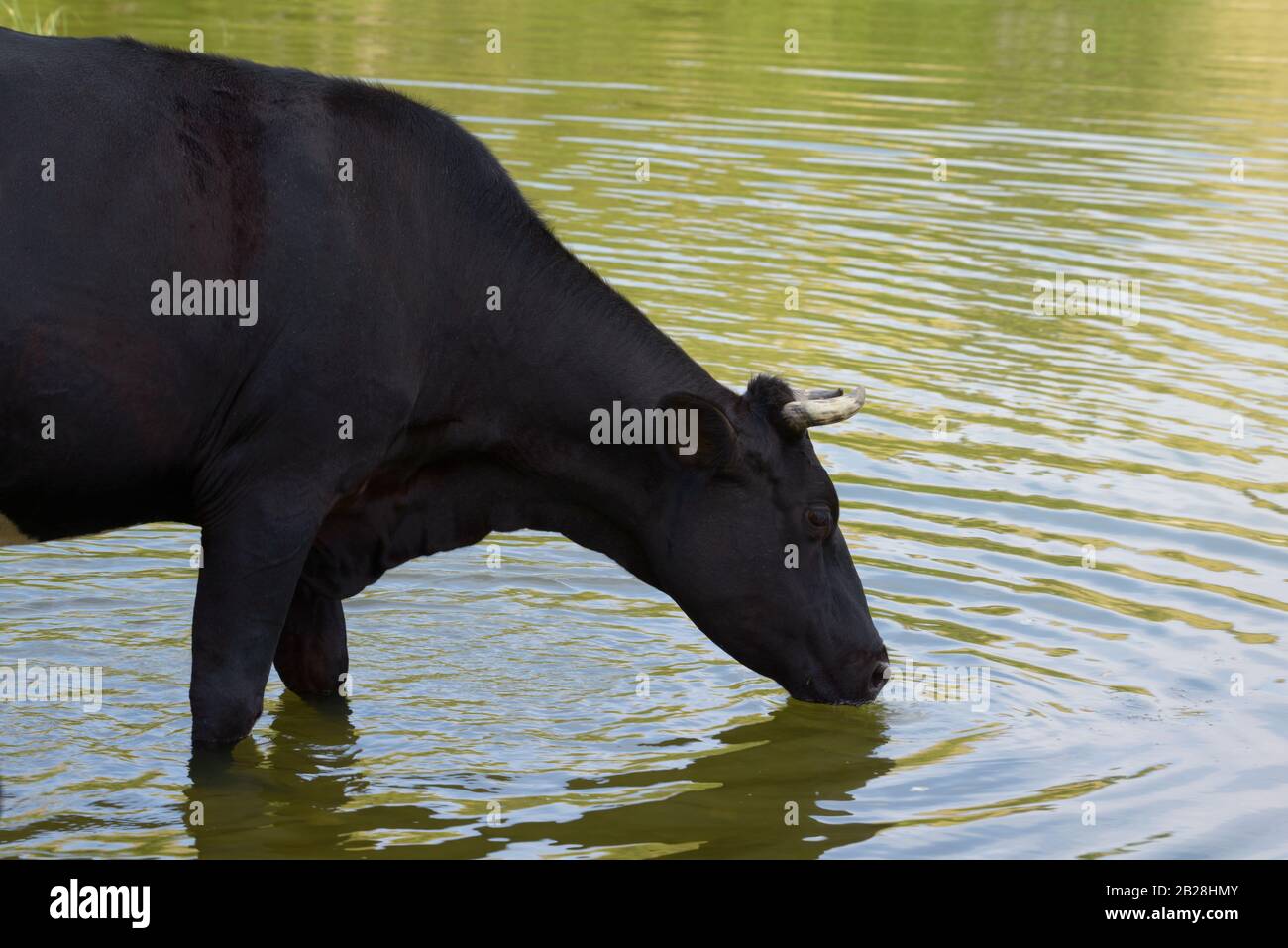 Black farm cow drinking water from the lake Stock Photo - Alamy