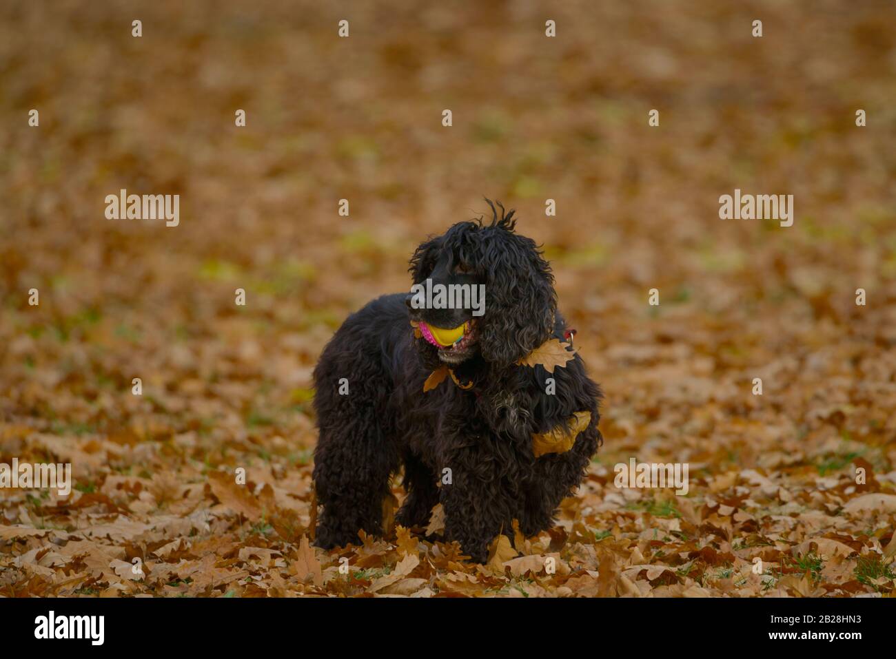 Cute Black Dog biting a ball in a forest with autumn leaves Stock Photo ...