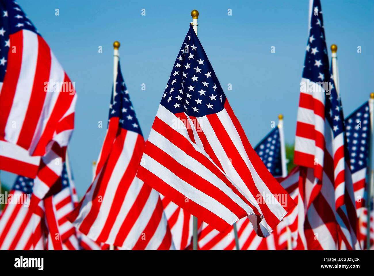 Multiple American Flags on Display with white posts topped by a gold ...