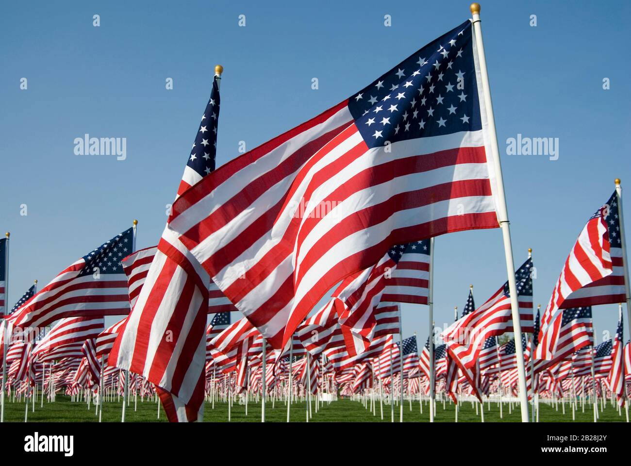 Multiple American Flags on Display with white posts topped by a gold ...