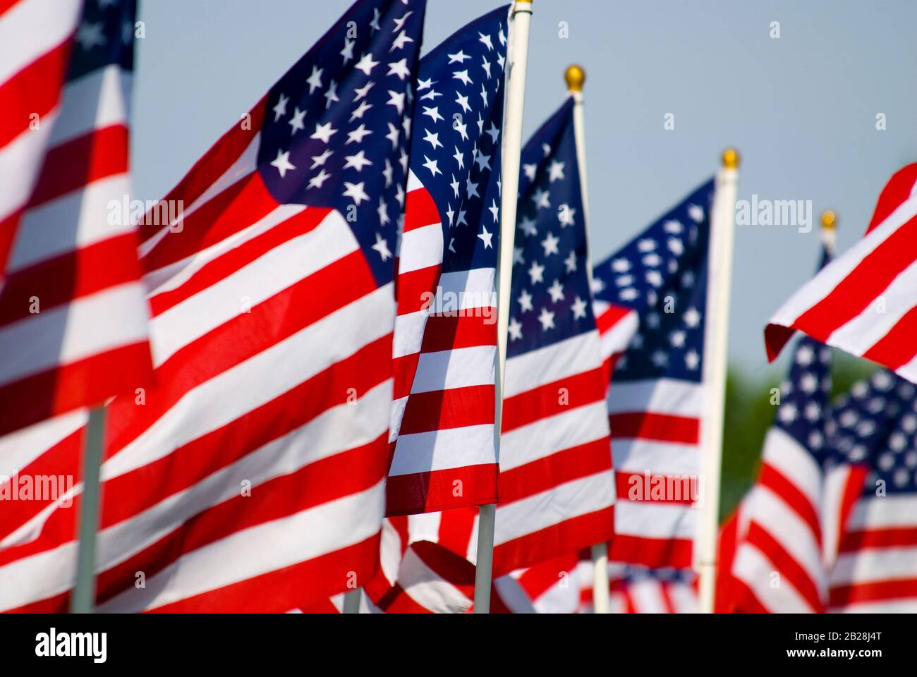 Multiple American Flags on Display with white posts topped by a gold ...