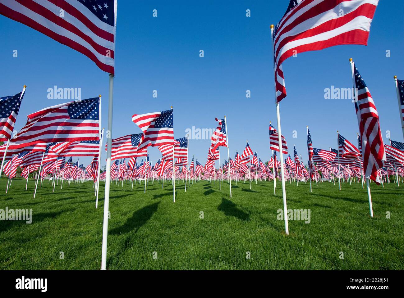 Multiple American Flags on Display with white posts topped by a gold ...