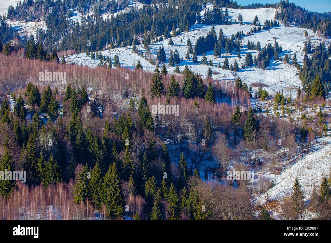 forest with trees and patches of snow Stock Photo - Alamy