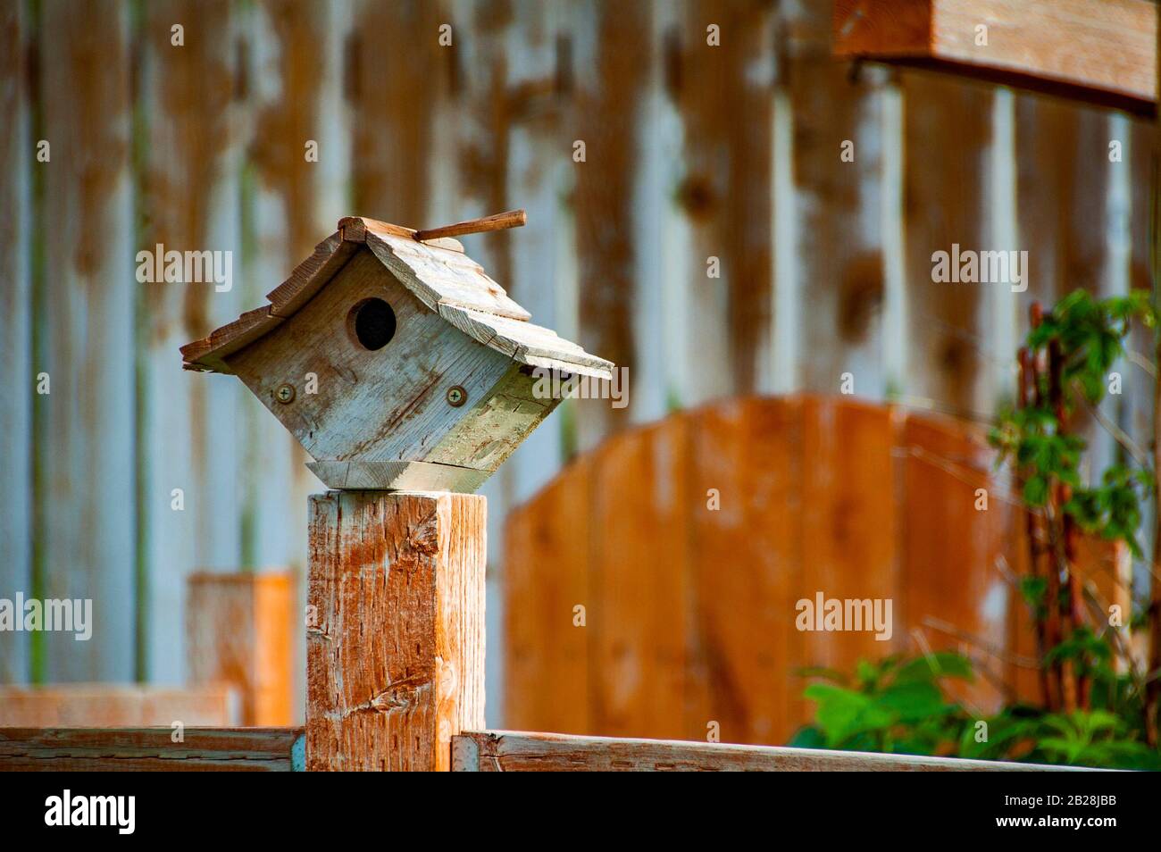 Rust colored bird hi-res stock photography and images - Alamy