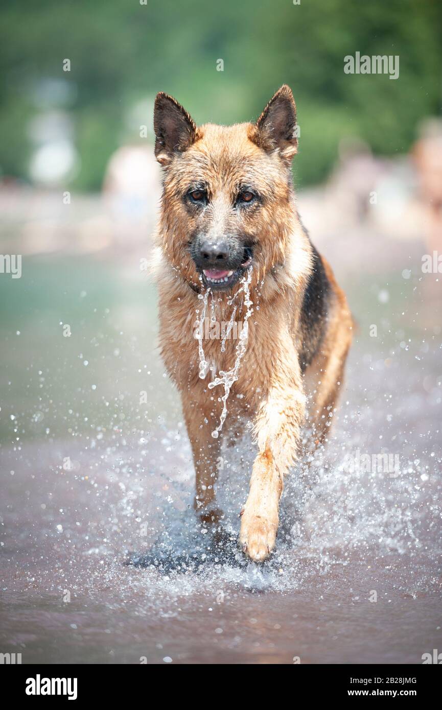 German shepherd at the water playful runs towards the viewer, front ...