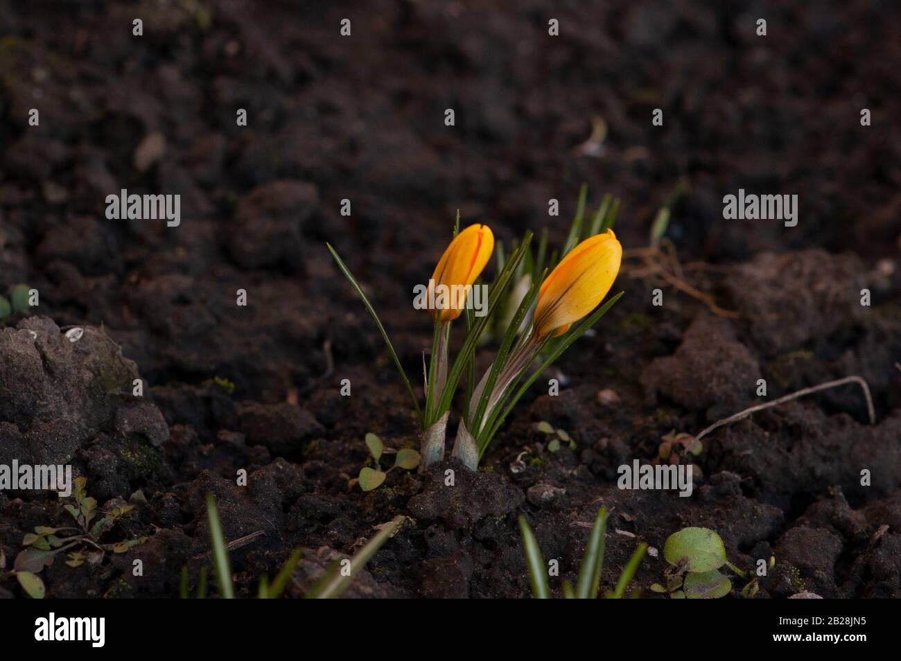 Dutch yellow crocus closeup. Primroses flowering crocus. Crocus on the ...