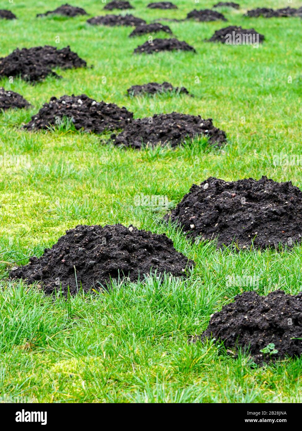 Mole underground burrow hi-res stock photography and images - Alamy