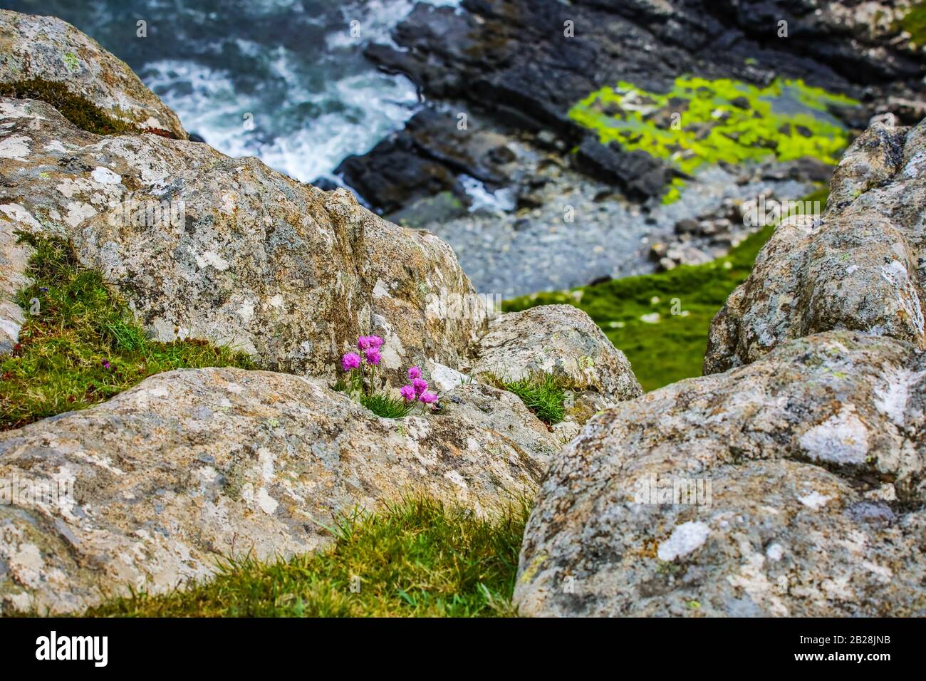 Traditional Scottish Mountains Flowers and bushes close-up Stock Photo ...