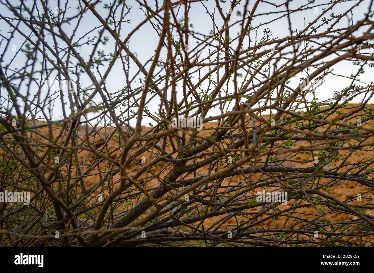 Thorn Trees Identification