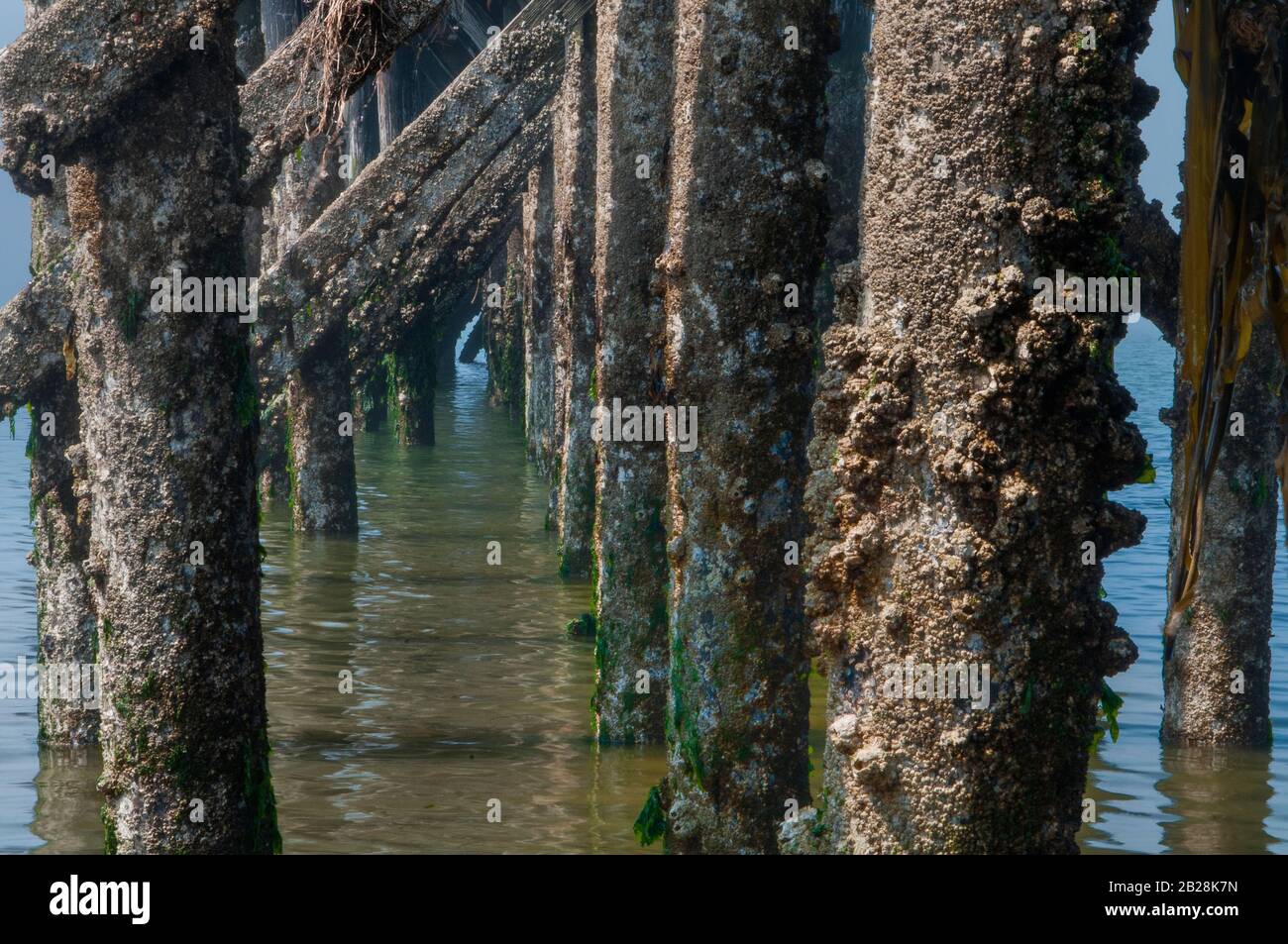 Barnacle covered wooden peer post side lit by the rising sun with the ...