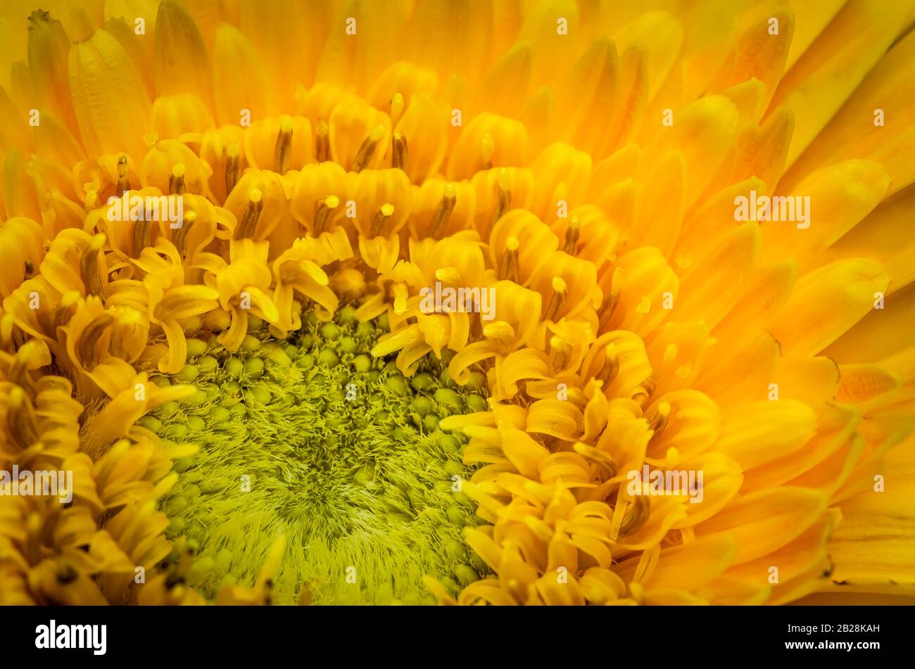 Sunflower core hi-res stock photography and images - Alamy