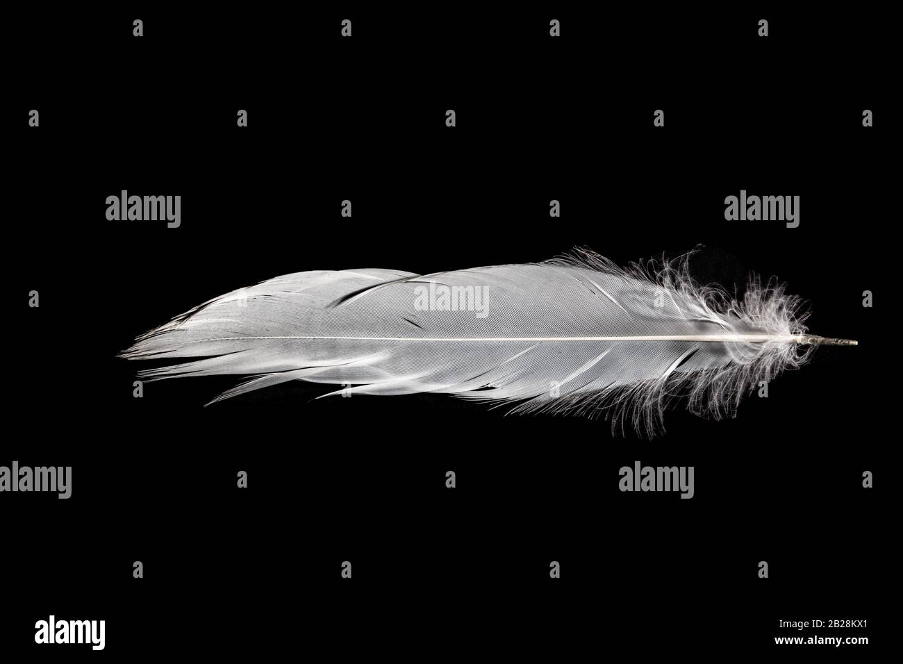 Single white egret feather on a black background Stock Photo - Alamy