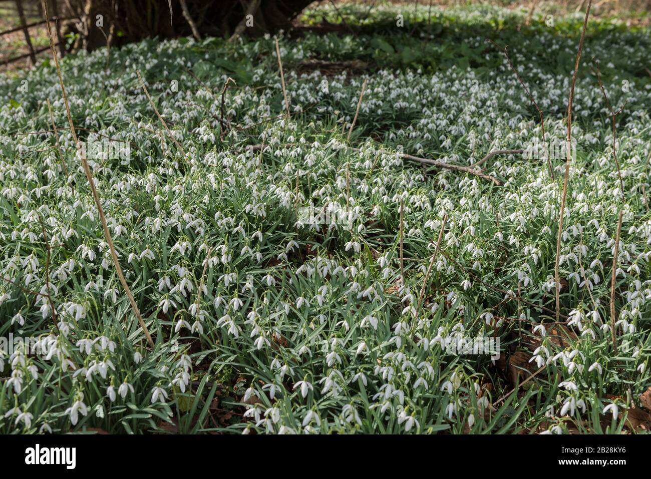 Clump of snowdrops (Galanthus sp Stock Photo - Alamy