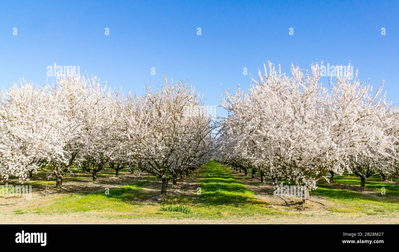 Like a giant snowball almond trees blossom in February 2020 due to ...