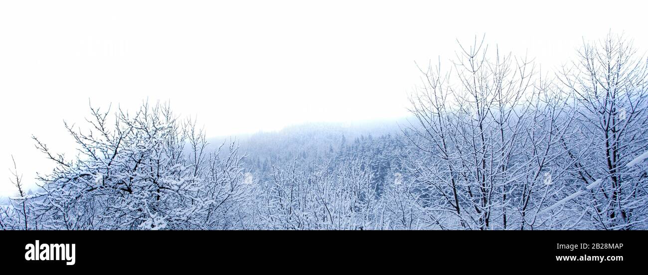 winter scene in the forest landscape. fresh snow Stock Photo - Alamy
