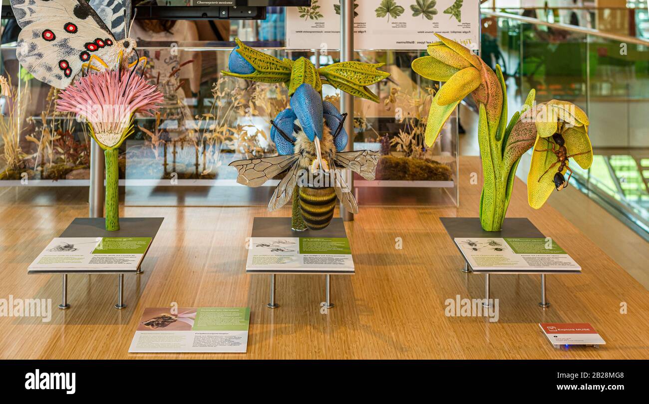 representation of insects on flowers in an exhibition hall of the ...