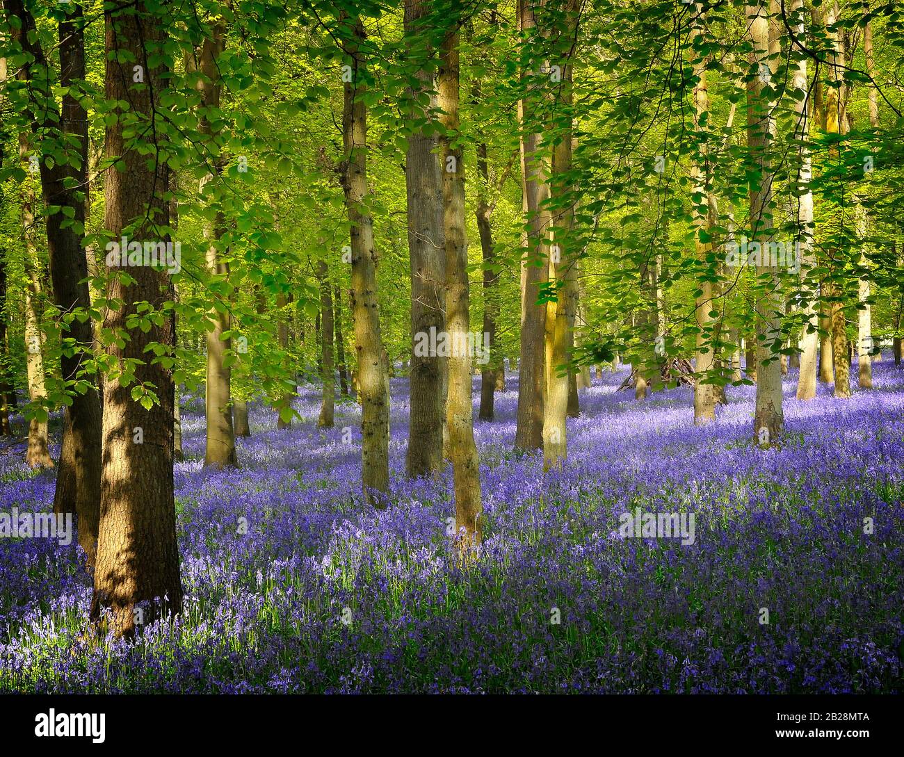 Bluebell woods with bright blue carpet under canopy of beech trees ...