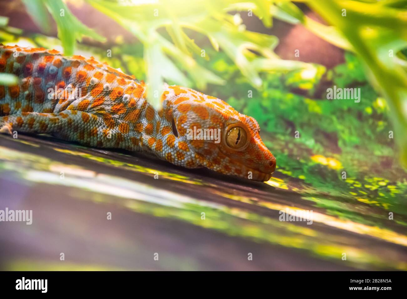 gecko chain-footed in the jungle, close up view Stock Photo - Alamy
