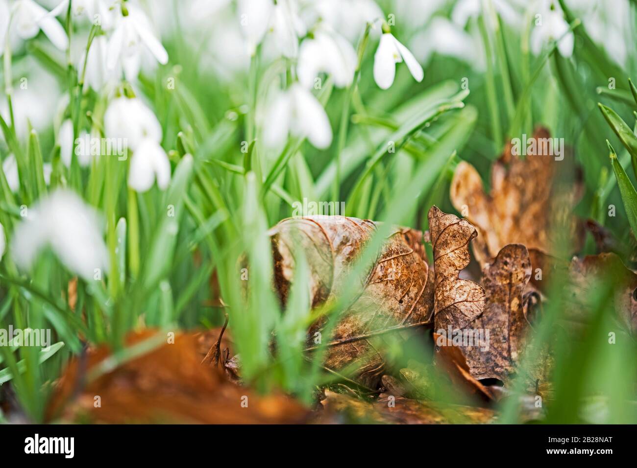 Foreground photograph of fallen brown, dead leaves, lying amongst ...