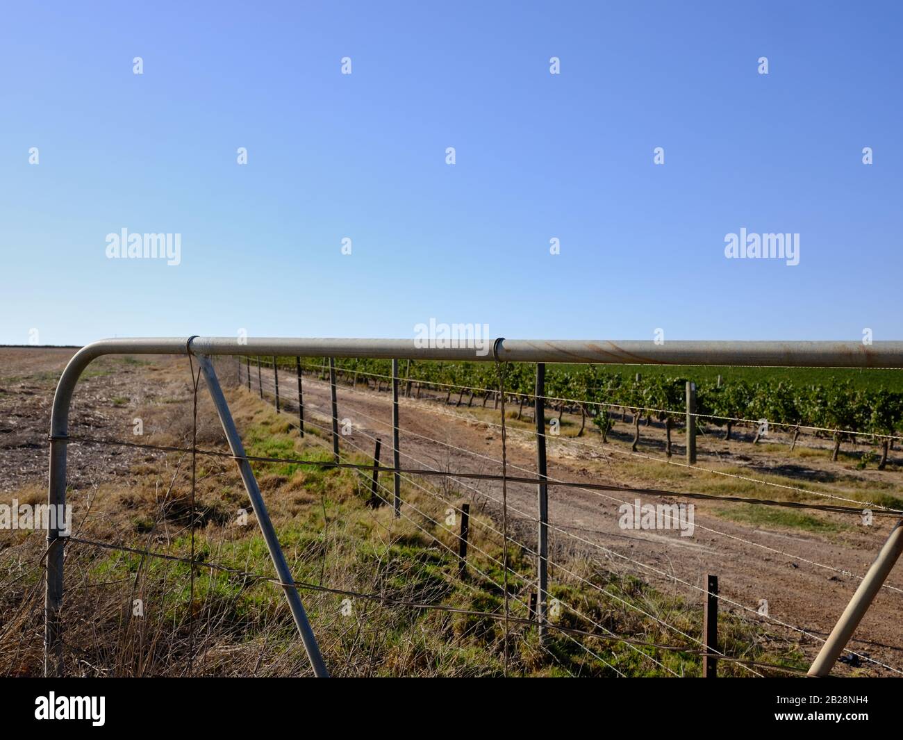 Image of a vineyard hi-res stock photography and images - Alamy